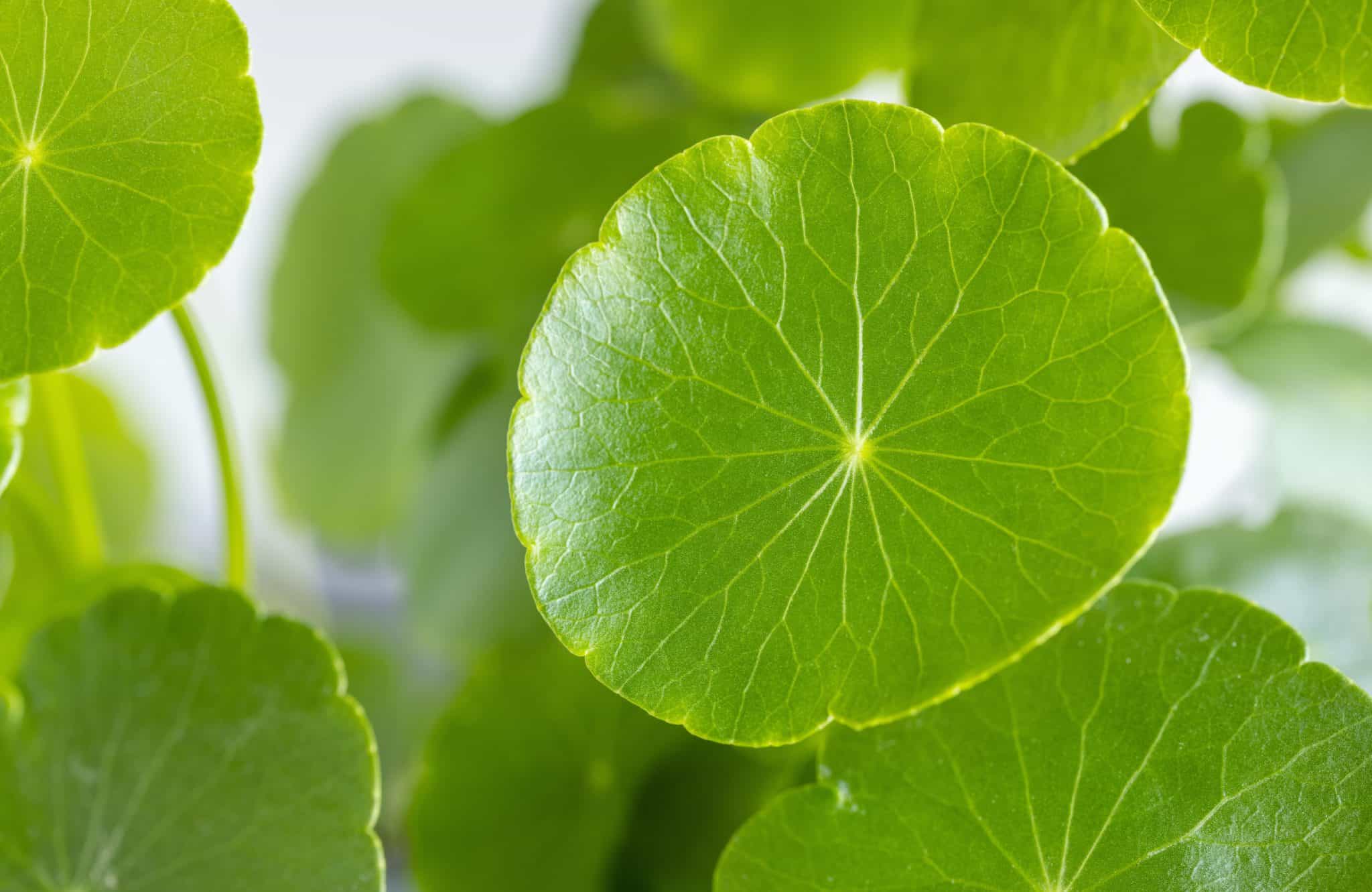 Hydrocotyle Vulgaris: Ultimate Care Guide - Fish Laboratory