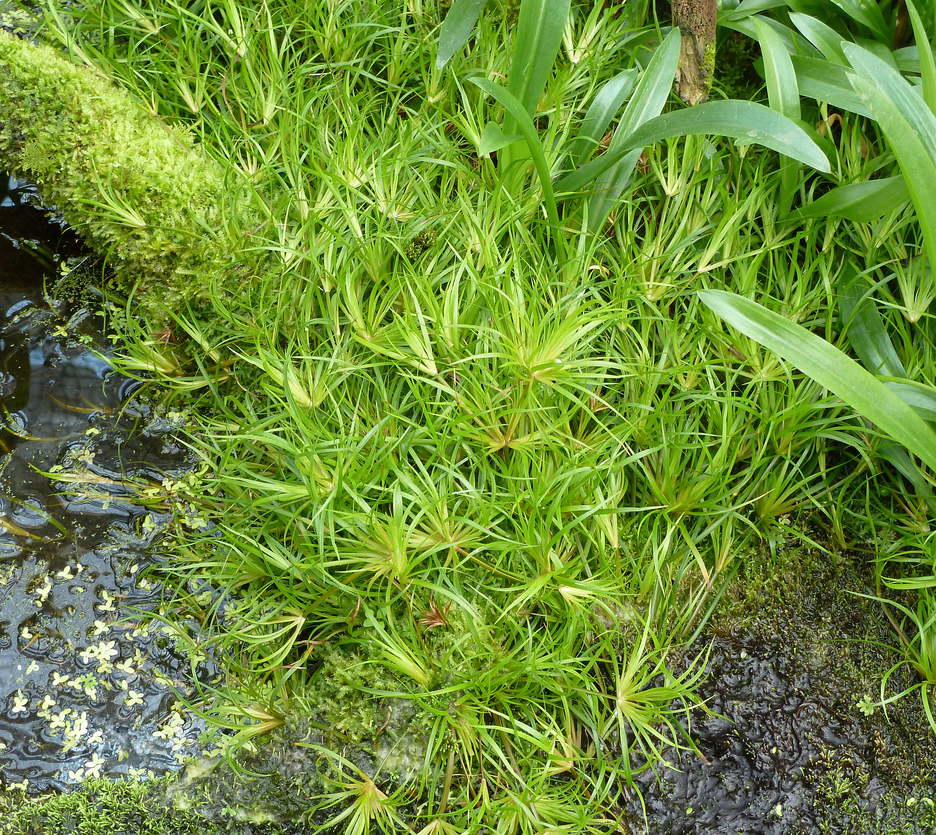 Juncus Repens Care Guide: How to Grow - Fish Laboratory