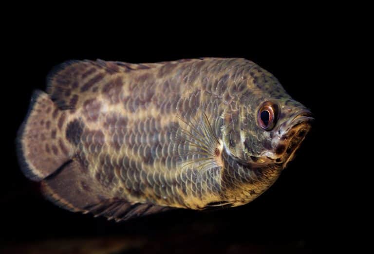 Leopard Bushfish (Ctenopoma acutirostre): Ultimate Care Guide - Fish ...