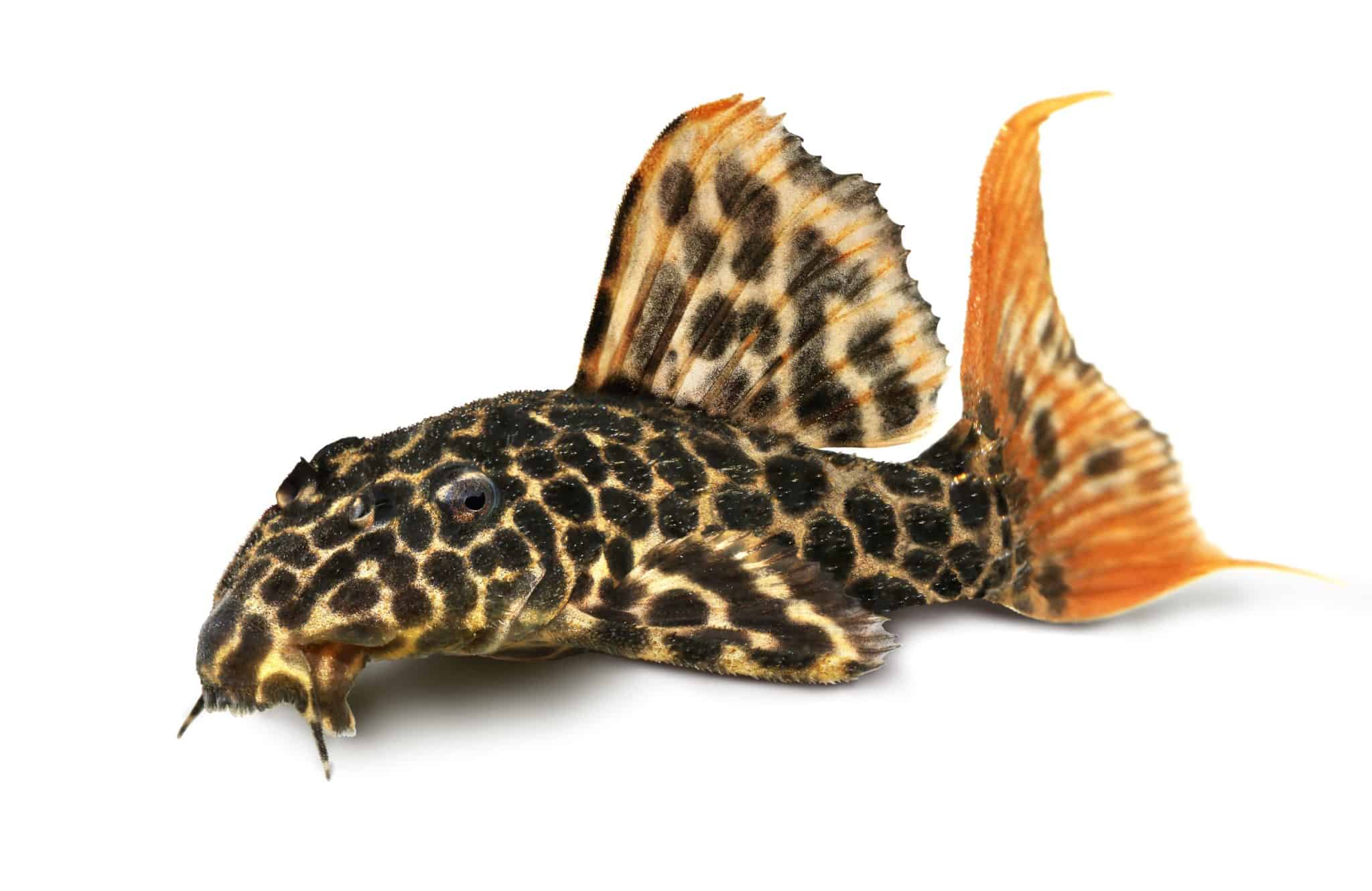 Pitbull Pleco (LDA025 Parotocinclus Jumbo): Ultimate Care Guide - Fish Laboratory
