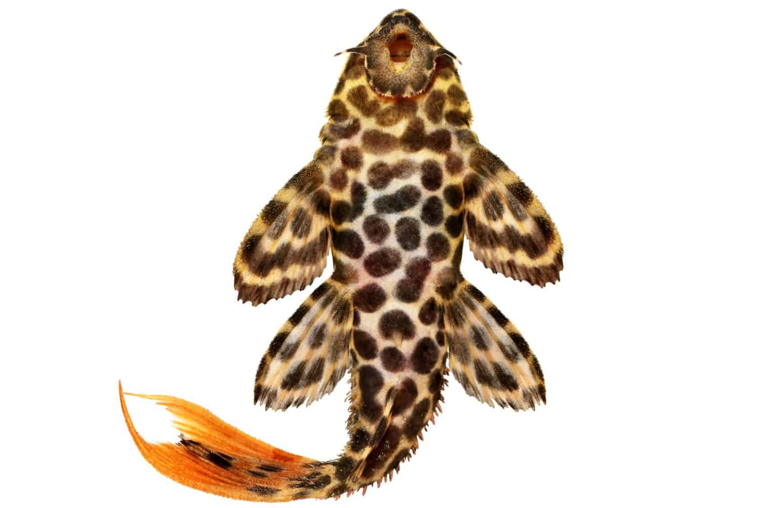 Leopard Cactus Pleco Care Guide (Pseudacanthicus cf. leopardus L114 ...
