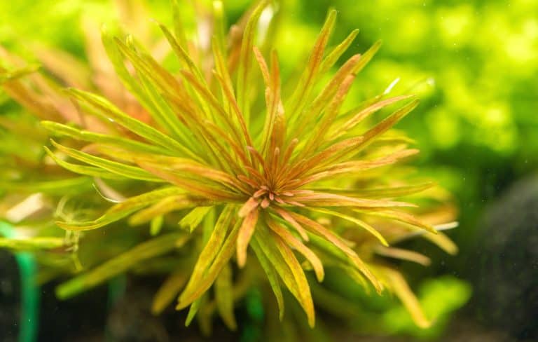 Ludwigia Inclinata: Ultimate Care Guide - Fish Laboratory