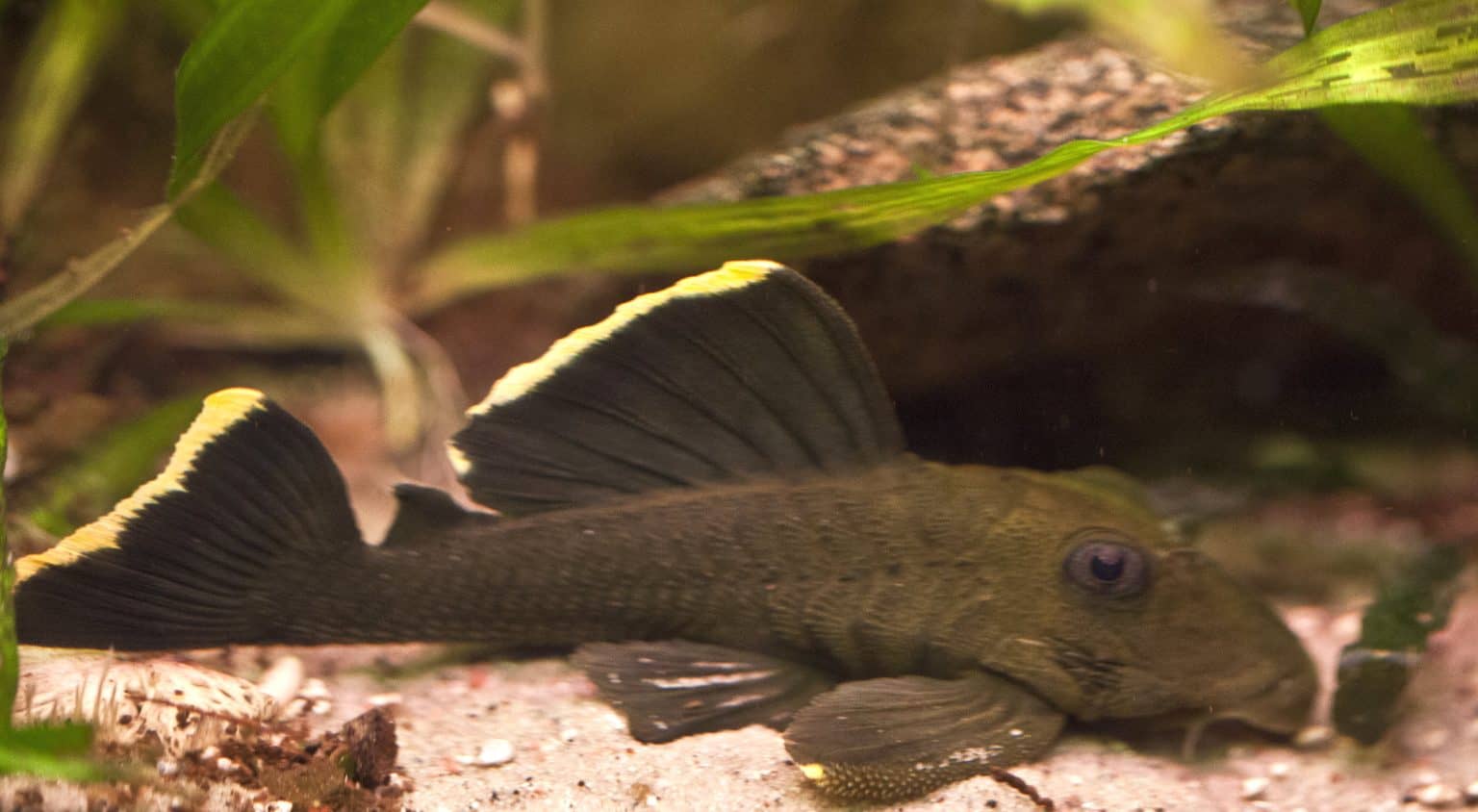 King Tiger Pleco (L333 Hypancistrus sp.): Ultimate Care Guide - Fish ...
