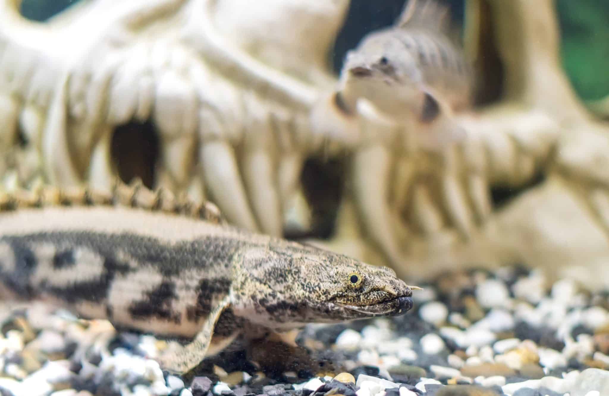 Marbled Bichir (Polypterus palmas): Ultimate Care Guide - Fish Laboratory