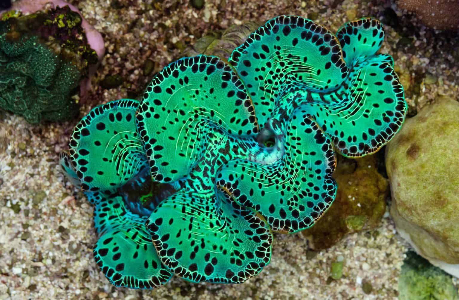 Maxima Clam (Tridacna maxima): Ultimate Care Guide - Fish Laboratory