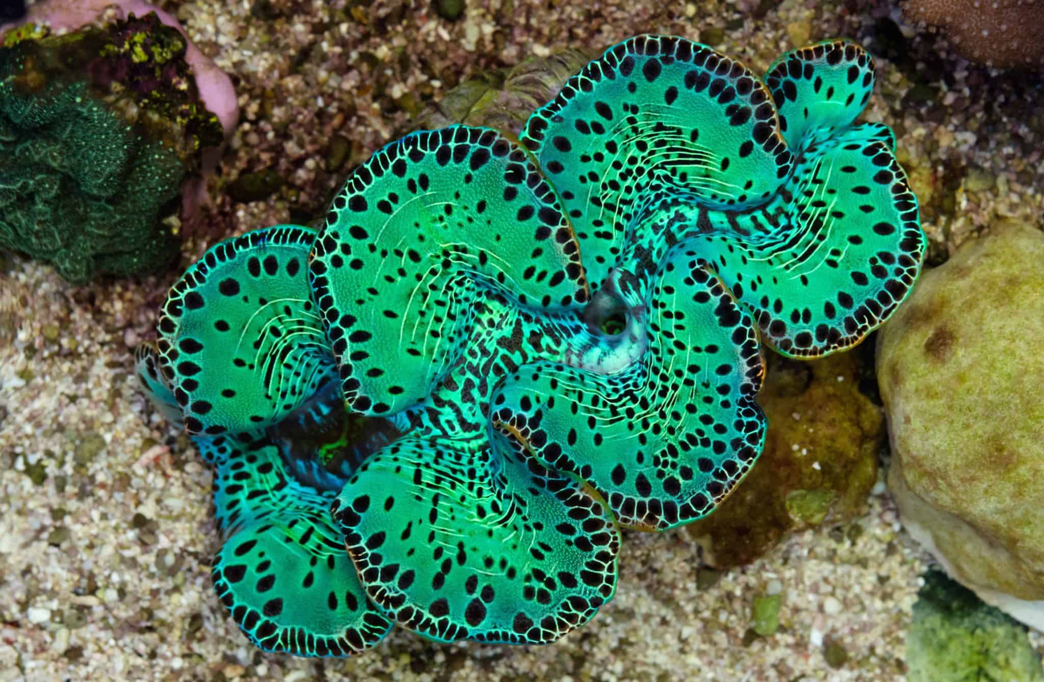 Maxima Clam (Tridacna maxima): Ultimate Care Guide - Fish Laboratory