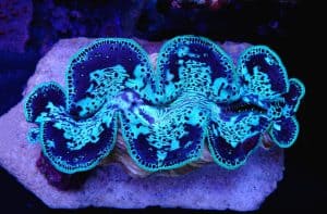Maxima Clam (Tridacna maxima): Ultimate Care Guide - Fish Laboratory