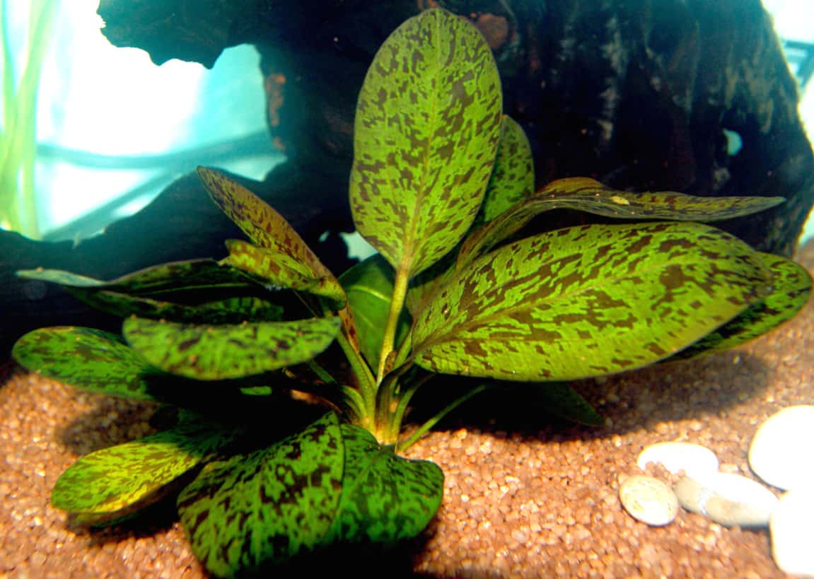 Ozelot Sword (Echinodorus Ozelot): Ultimate Care Guide - Fish Laboratory