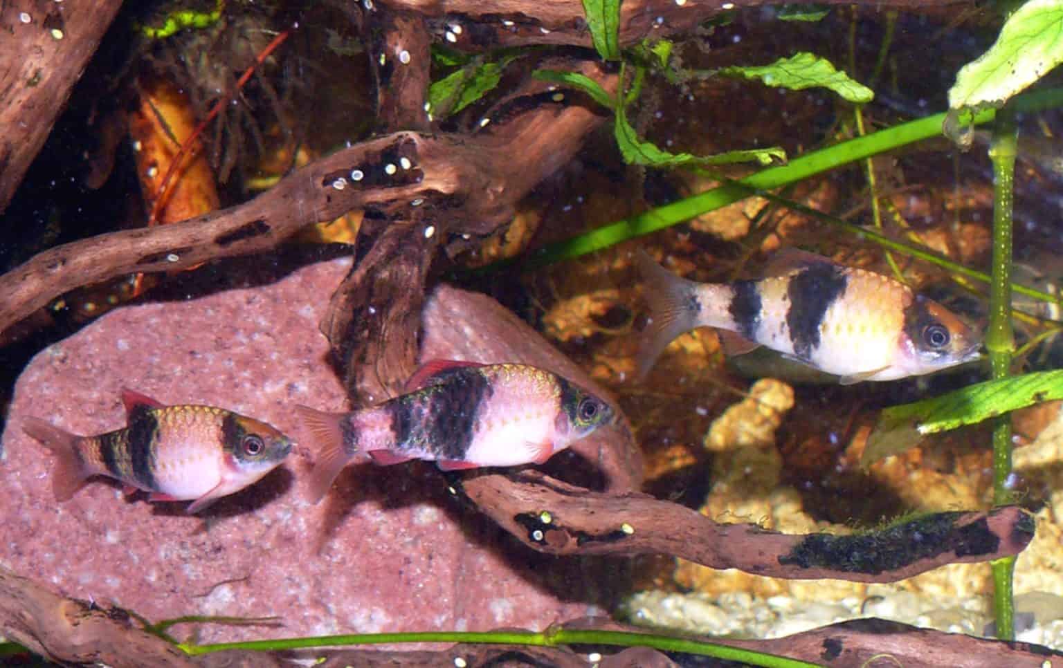 Black Ruby Barb (Pethia nigrofasciata): Ultimate Care Guide - Fish ...