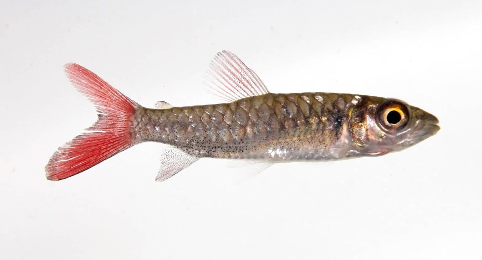 Pinktail Chalceus (Chalceus macrolepidotus): Ultimate Care Guide - Fish ...