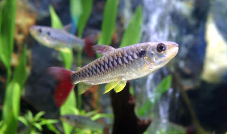 Pinktail Chalceus (Chalceus macrolepidotus): Ultimate Care Guide - Fish ...