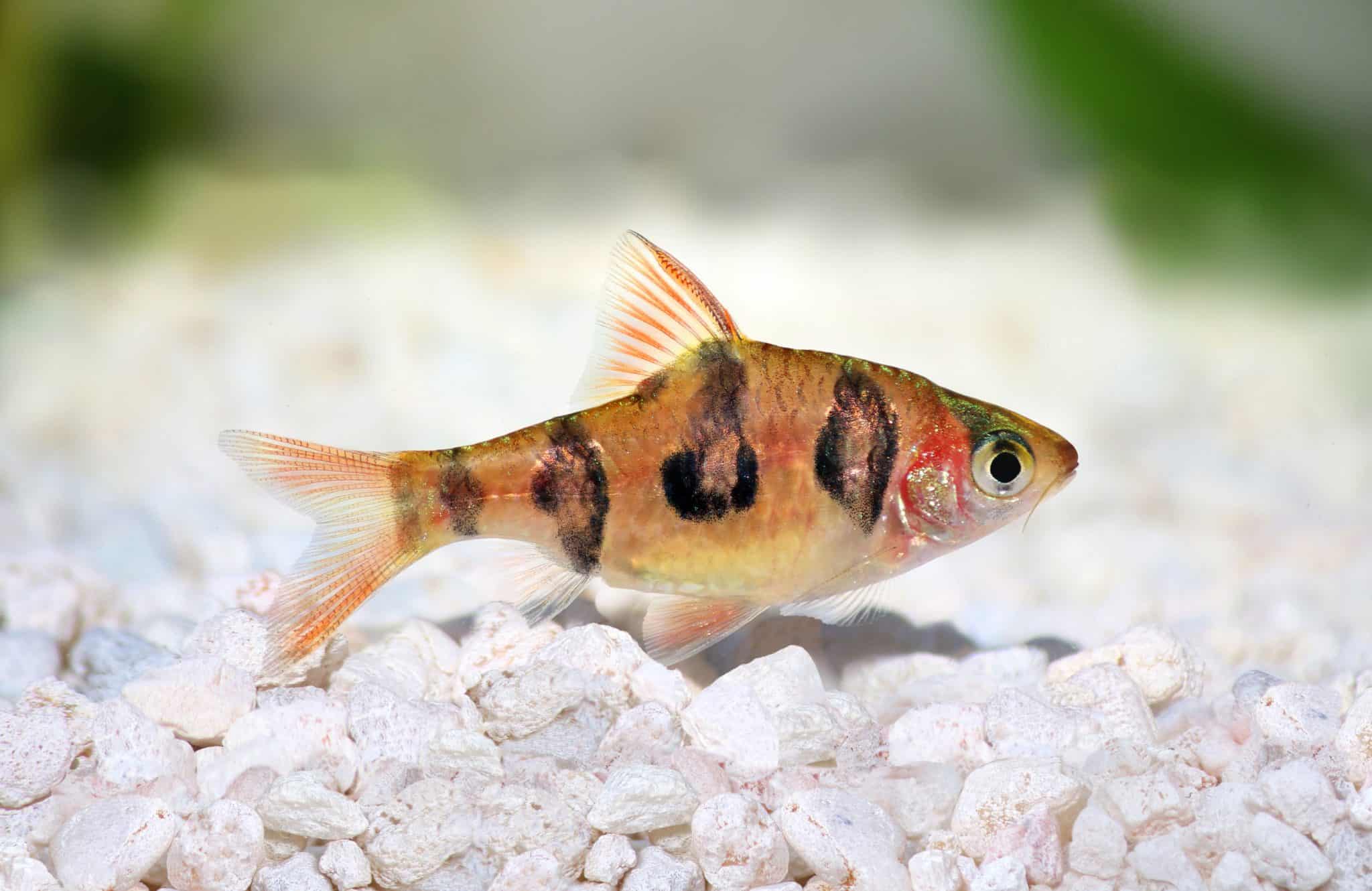 Snakeskin Barb (Desmopuntius rhomboocellatus): The Ultimate Guide ...