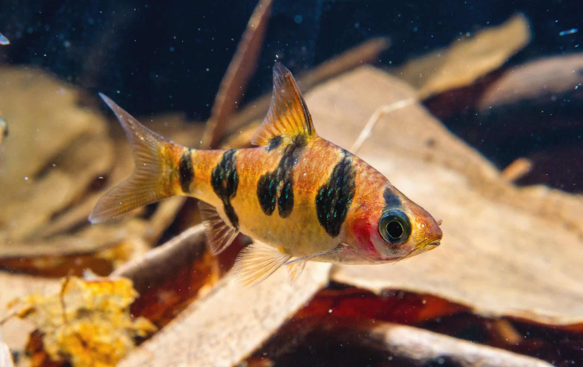 Snakeskin Barb (Desmopuntius rhomboocellatus): The Ultimate Guide ...