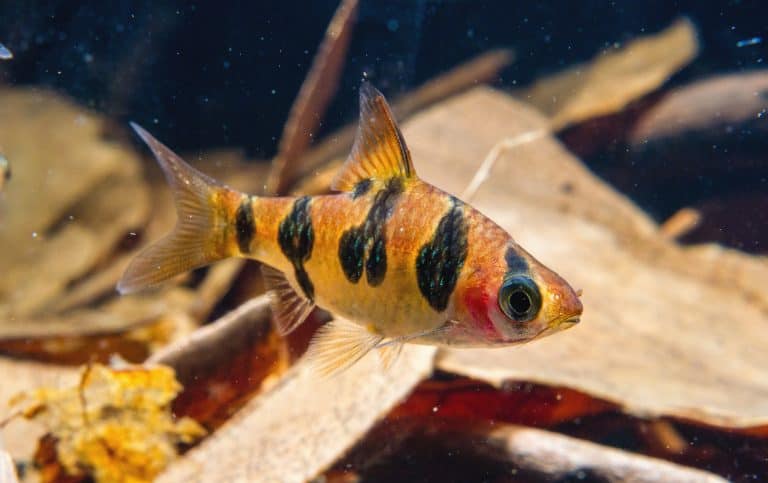 Snakeskin Barb (Desmopuntius rhomboocellatus): The Ultimate Guide ...