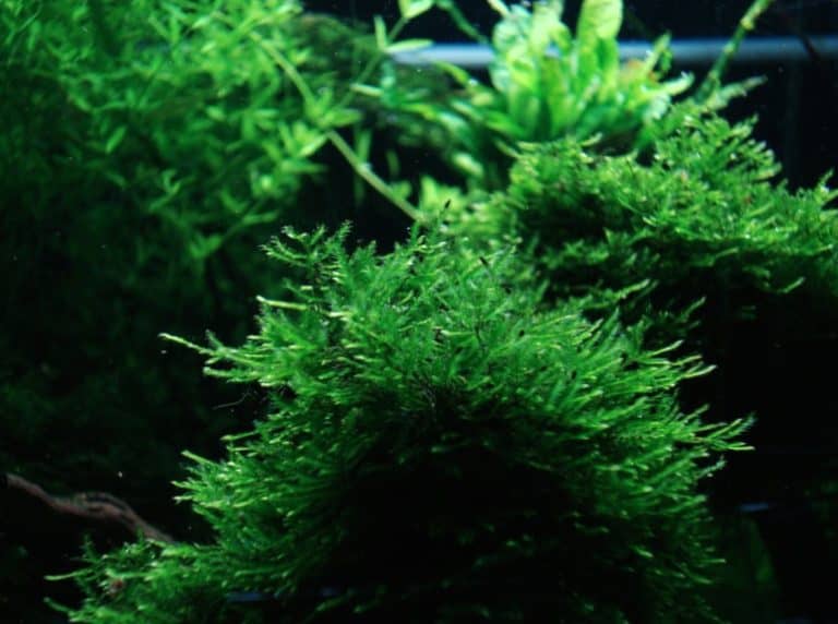Java Moss Care Guide: Growing a Carpet in Aquarium & More - Fish Laboratory