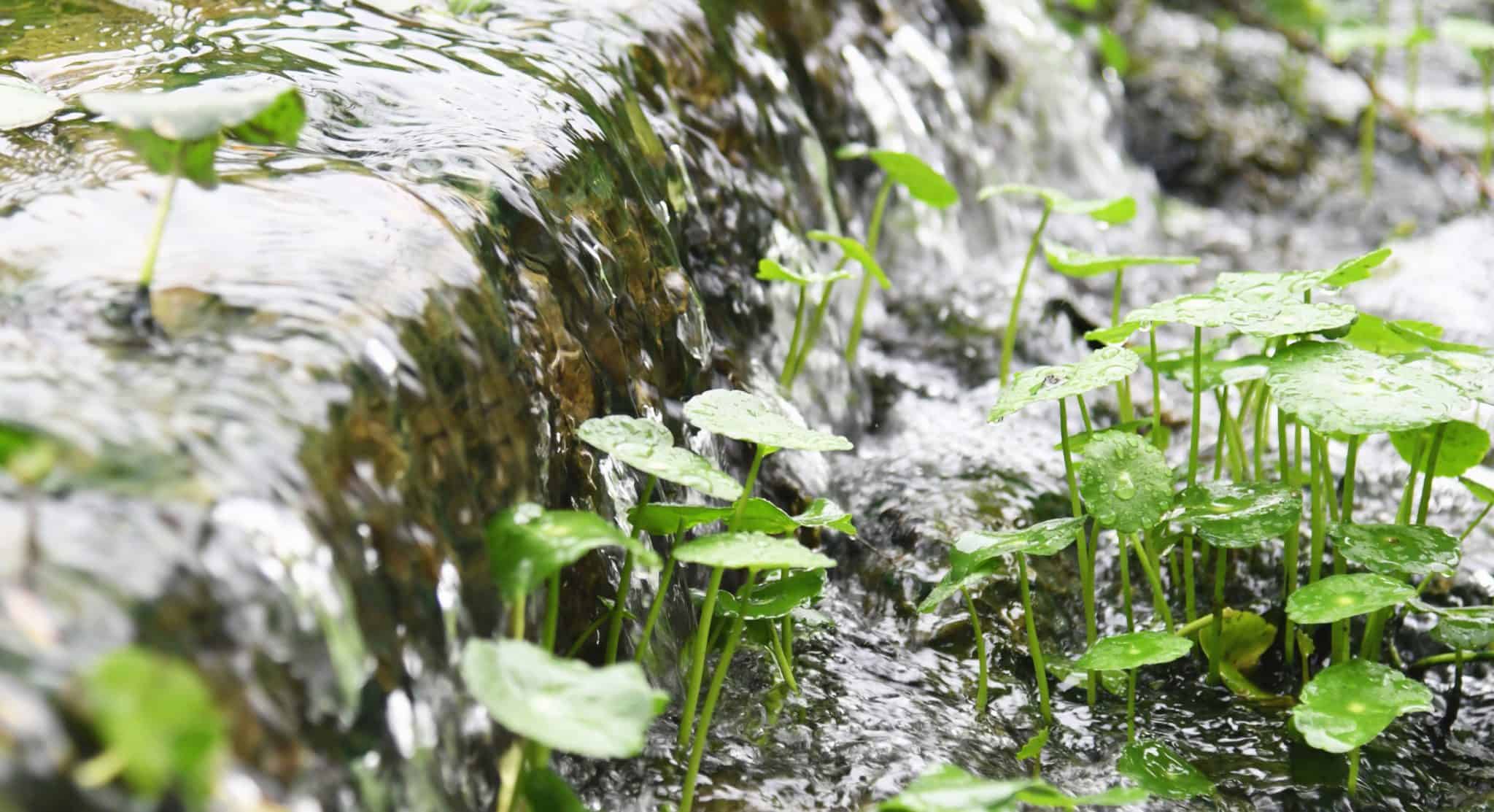 Hydrocotyle Tripartita Care: Ultimate Guide - Fish Laboratory