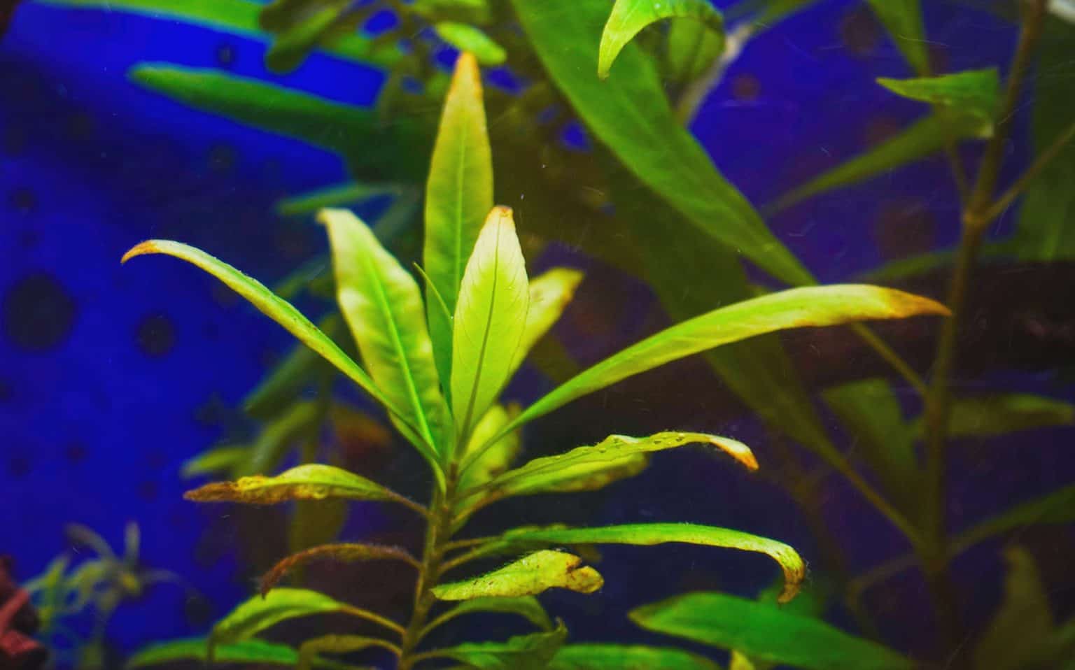 Hygrophila Angustifolia (Hygrophila Corymbosa Angustifolia): Care Guide ...