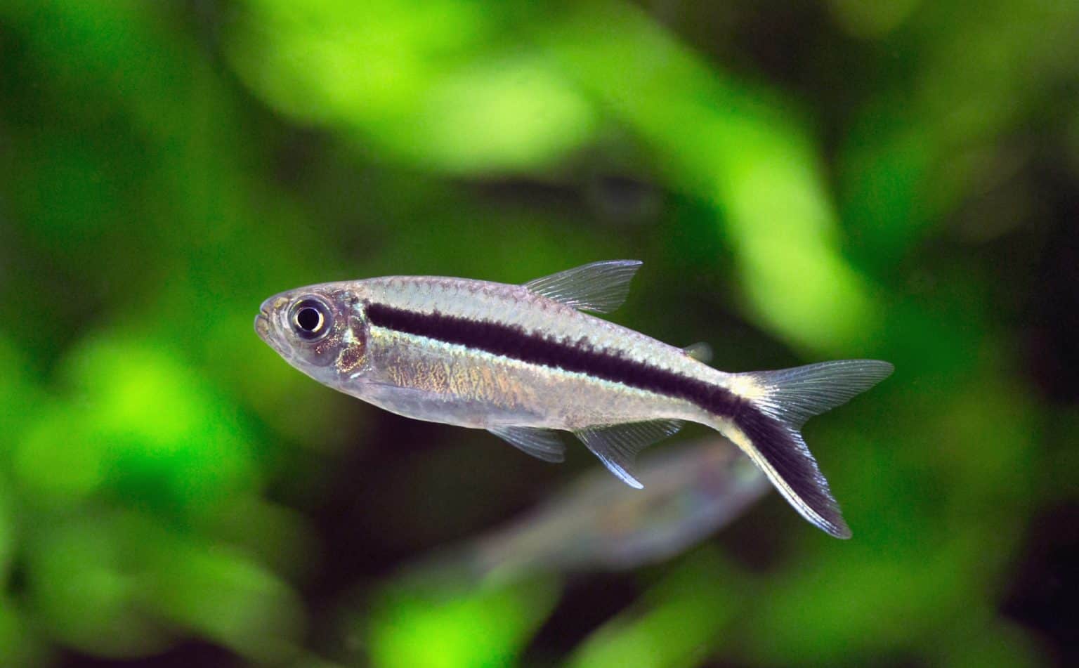 Ruby Tetra (Axelrodia Riesei): Ultimate Care Guide - Fish Laboratory