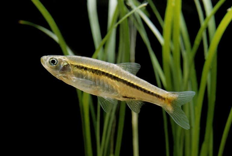 Exclamation Point Rasbora Care (Boraras urophthalmoides) - Fish Laboratory