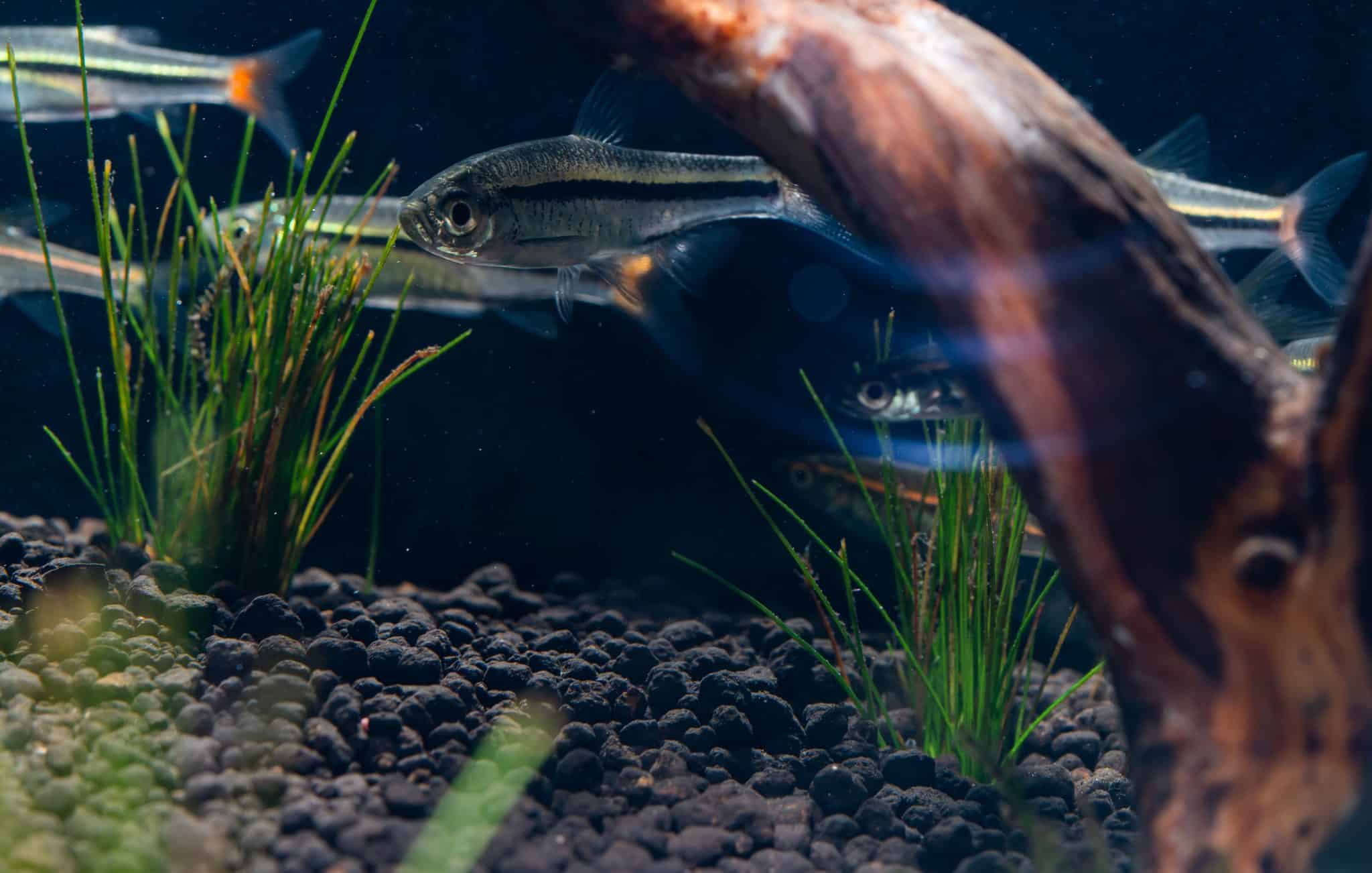 Blackline Rasbora (Rasbora borapetensis): Care Guide - Fish Laboratory