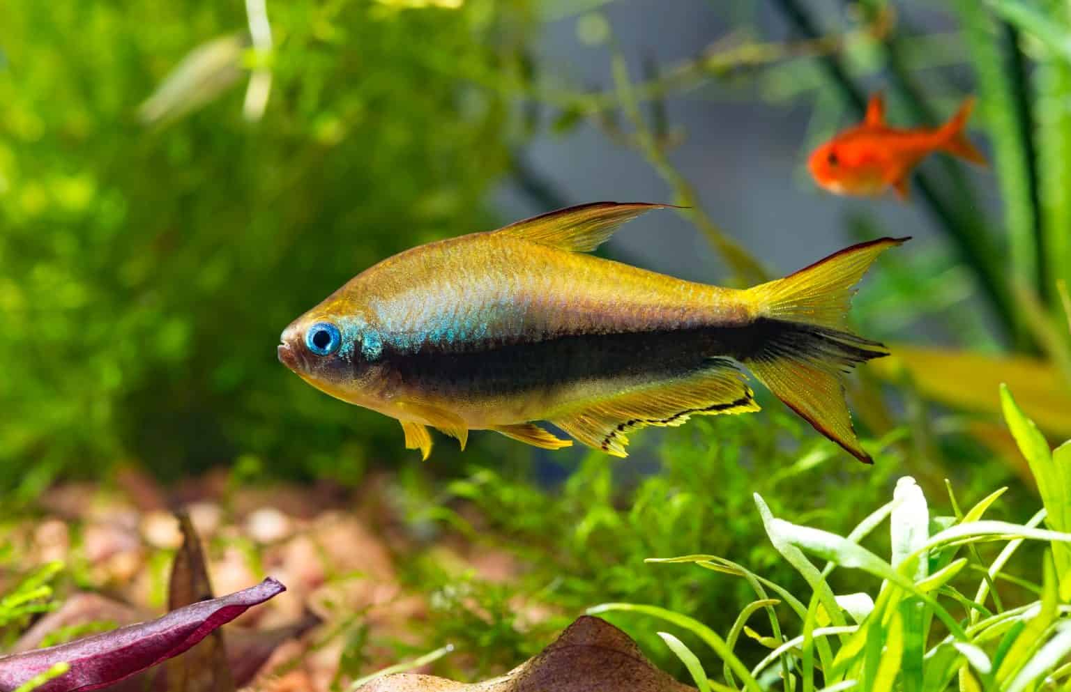 Rainbow Tetra (Nematobrycon lacortei): Ultimate Care Guide - Fish ...