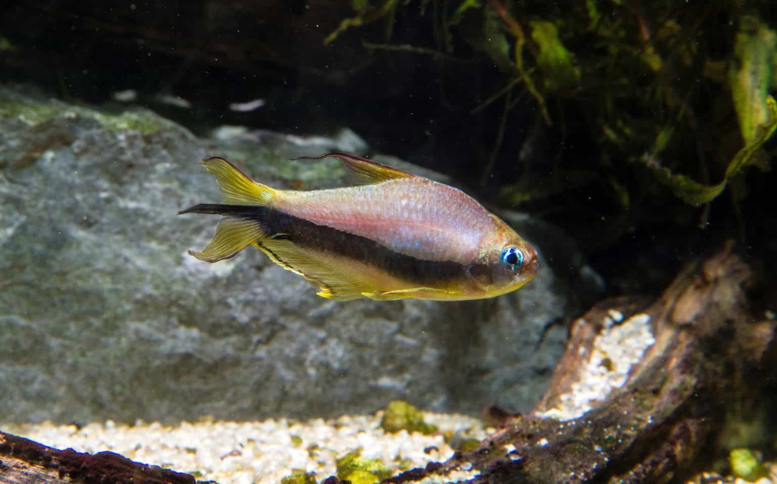 Emperor Tetra (Nematobrycon palmeri): Ultimate Care Guide - Fish Laboratory