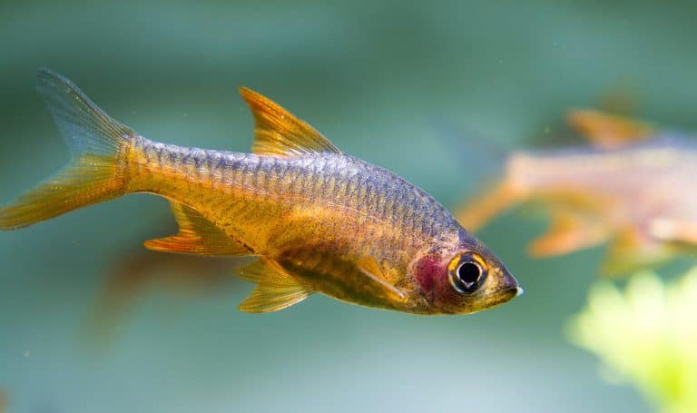 Fire Rasbora (Rasboroides vaterifloris): Ultimate Care Guide - Fish ...