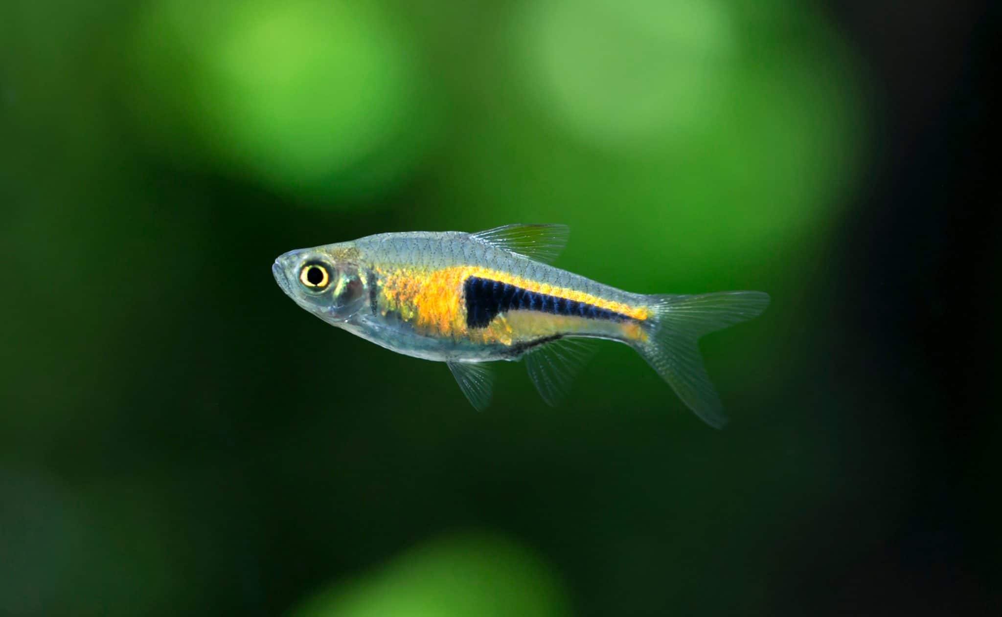 Glowlight Rasbora (Trigonostigma Hengeli): The Ultimate Care Guide ...