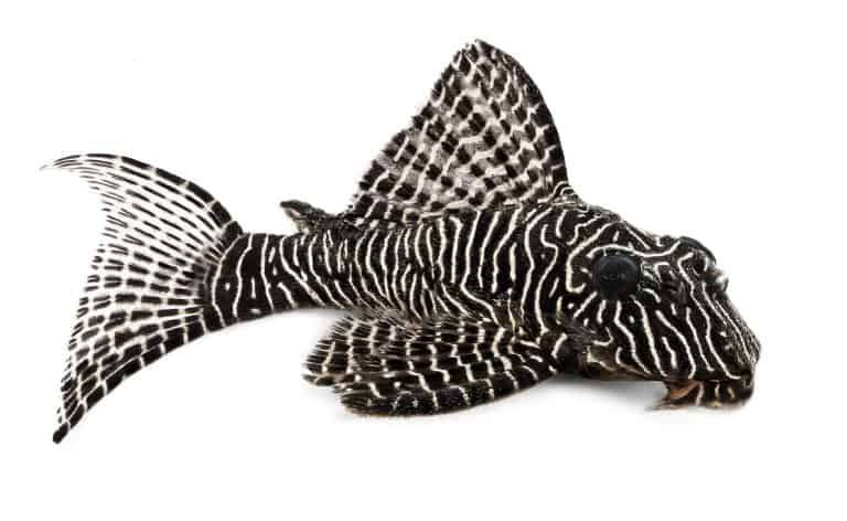 Queen Arabesque Pleco L260 (Hypancistrus sp.): Ultimate Guide - Fish ...