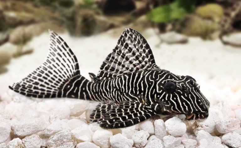 Super Red Pleco: Ultimate Care Guide - Fish Laboratory