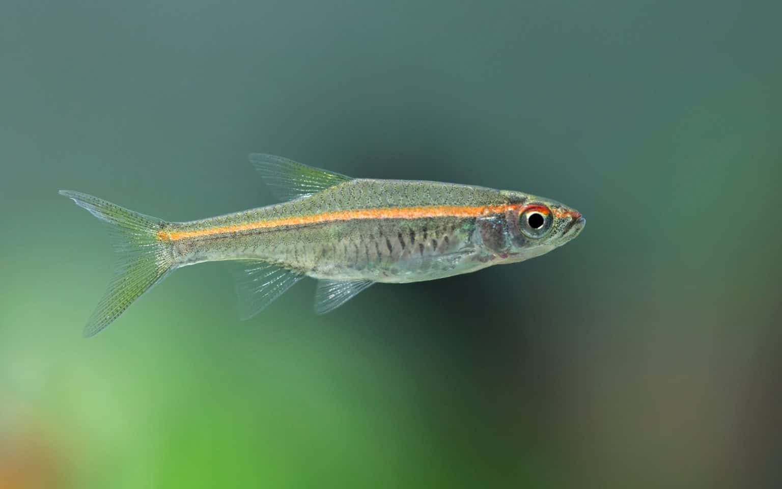 Red Line Rasbora (Rasbora pauciperforata): Ultimate Care Guide - Fish ...