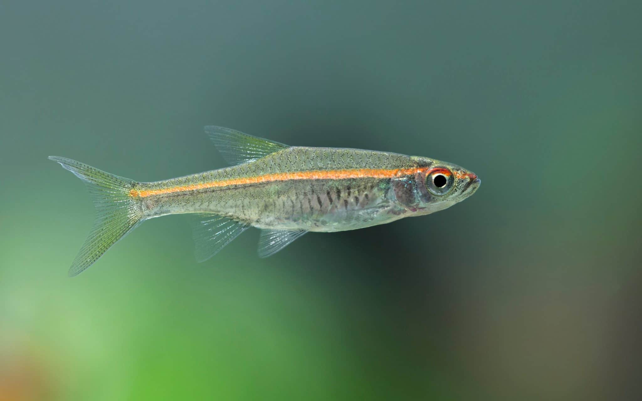 Red Line Rasbora (Rasbora pauciperforata): Ultimate Care Guide - Fish ...