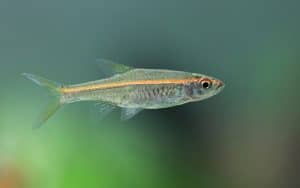 Red Line Rasbora (Rasbora pauciperforata): Ultimate Care Guide - Fish ...