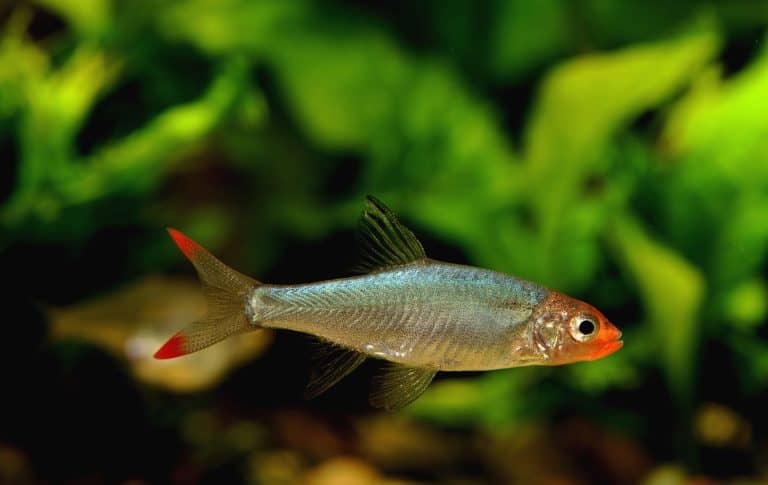 Rasbora Types, Size & Care | Ultimate Guide to Rasbora Fish - Fish ...