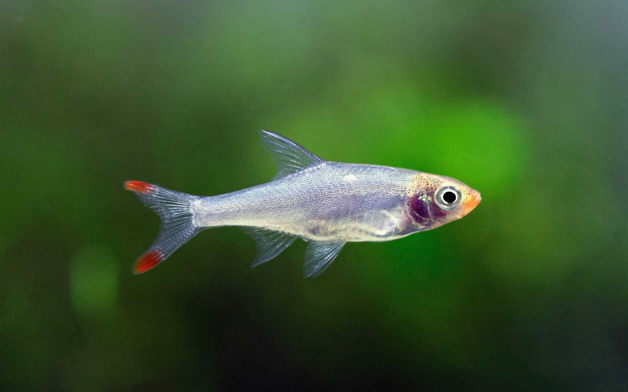 Rummy Nose Rasbora (Sawbwa resplendens): Ultimate Care Guide - Fish ...