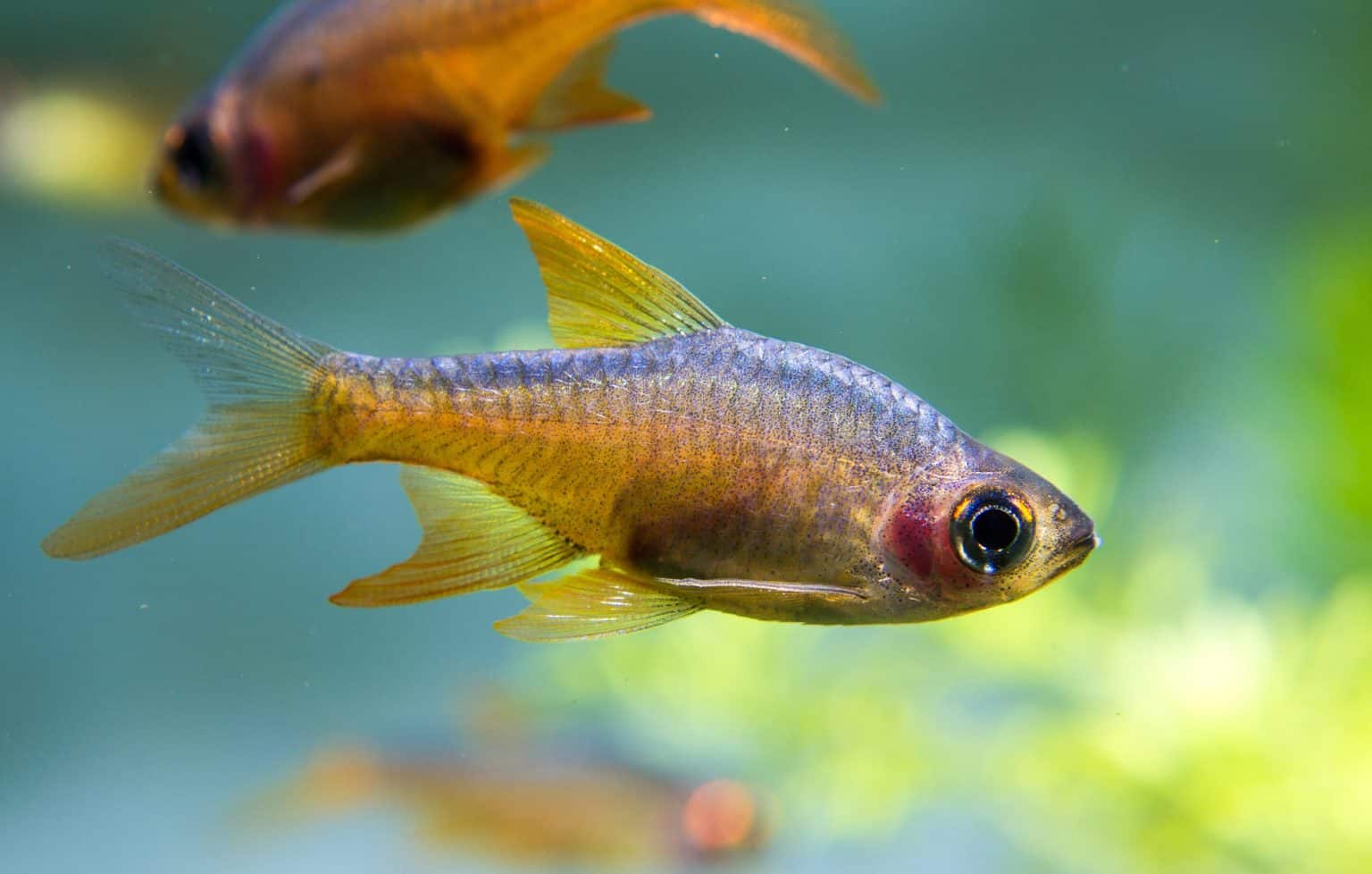 Neon Green Rasbora (Microdevario kubotai): Care & Lifespan - Fish ...