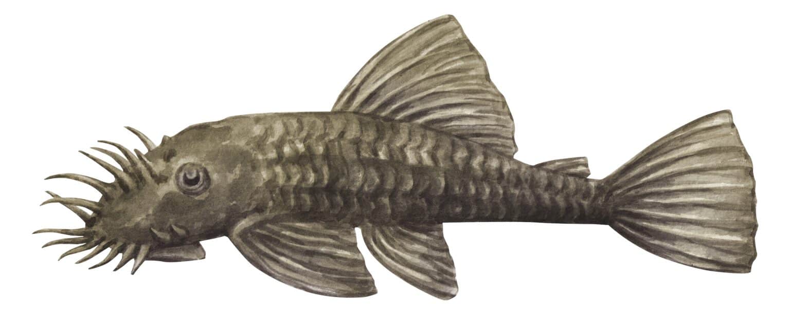 Pleco Types | List of Top 20 Types of Plecos - Fish Laboratory