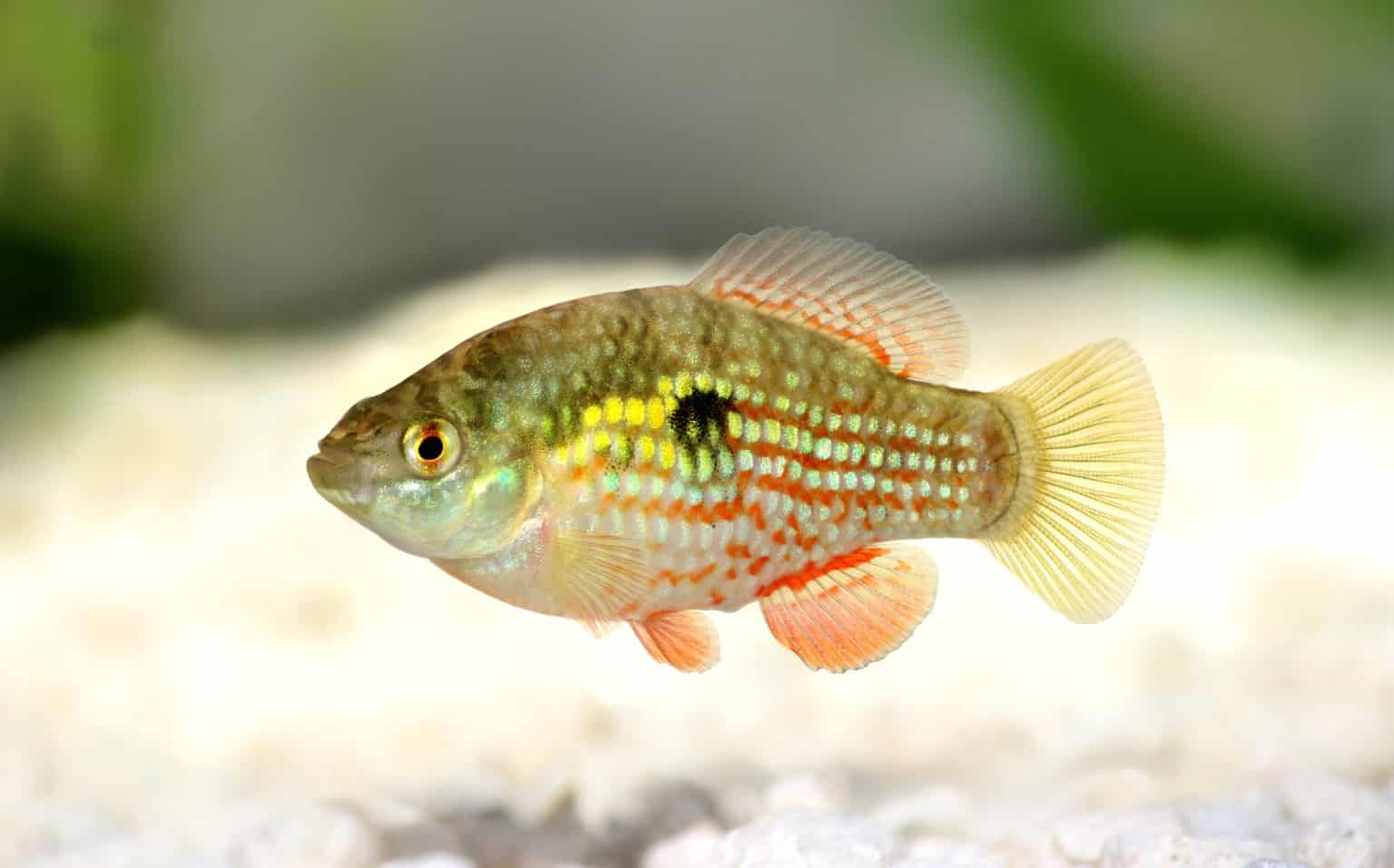 Mosquito Fish (Gambusia affinis) | Ultimate Care Guide - Fish Laboratory