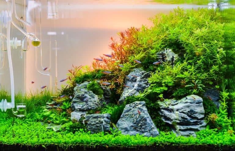 Aquarium Rock: Guide to Types of Aquarium Rocks & More - Fish Laboratory