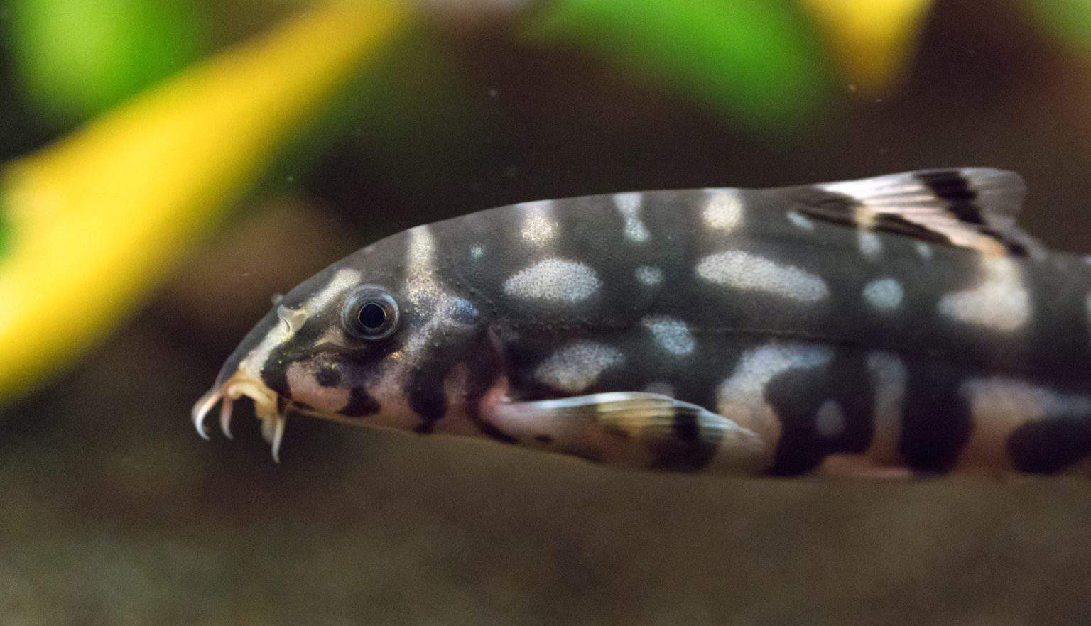 Botia Kubotai: Ultimate Care Guide - Fish Laboratory