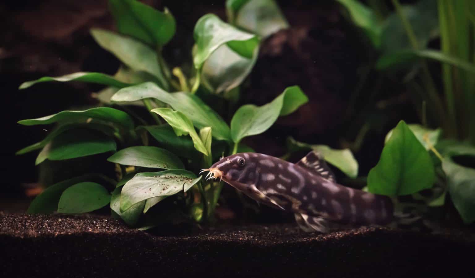 Botia Kubotai: Ultimate Care Guide - Fish Laboratory