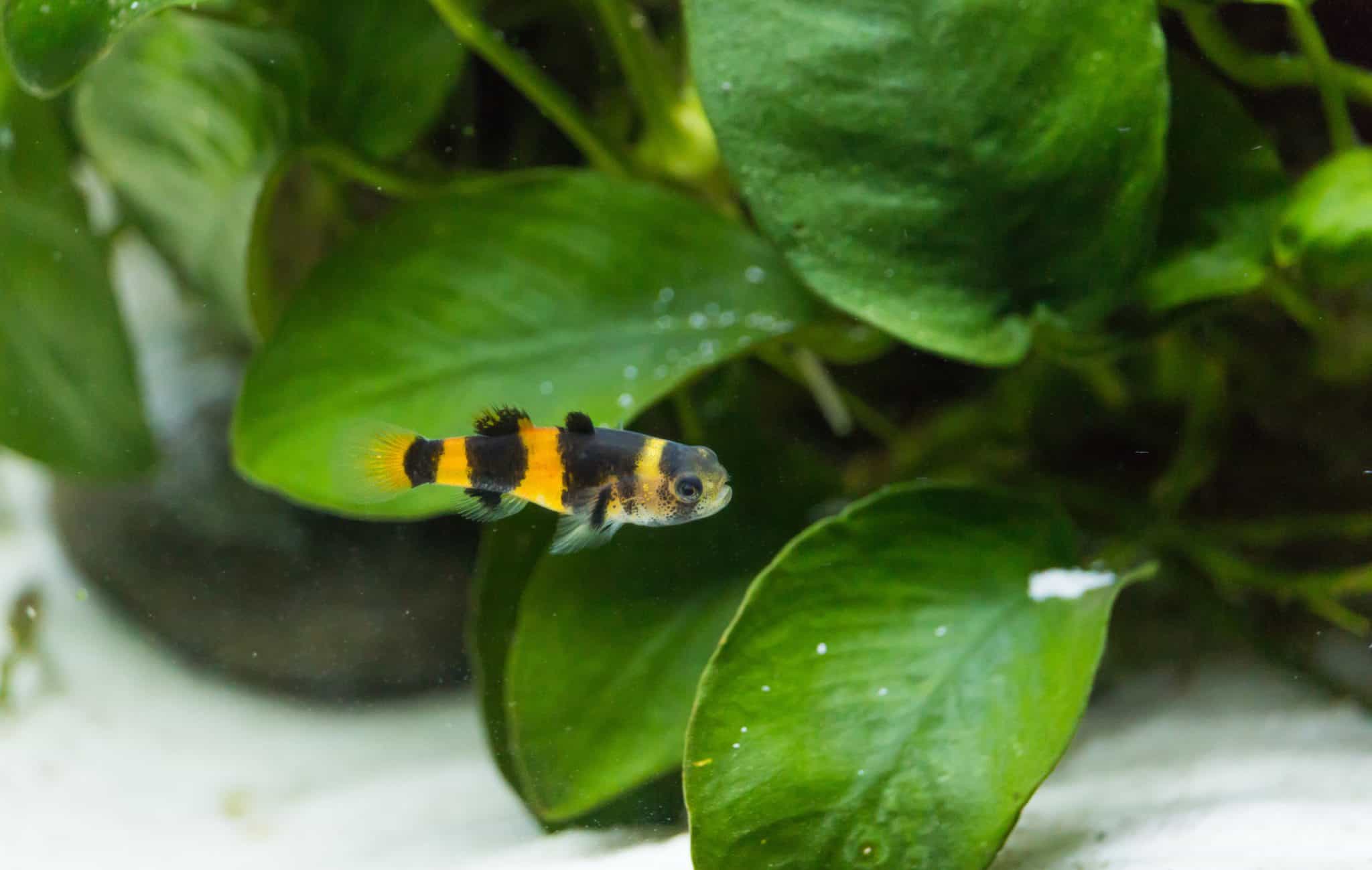 Bumblebee Goby (Brachygobius xanthozonus) Ultimate Care Guide - Fish ...