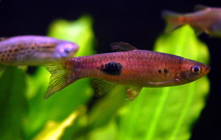 Glowlight Rasbora (Trigonostigma Hengeli): The Ultimate Care Guide ...