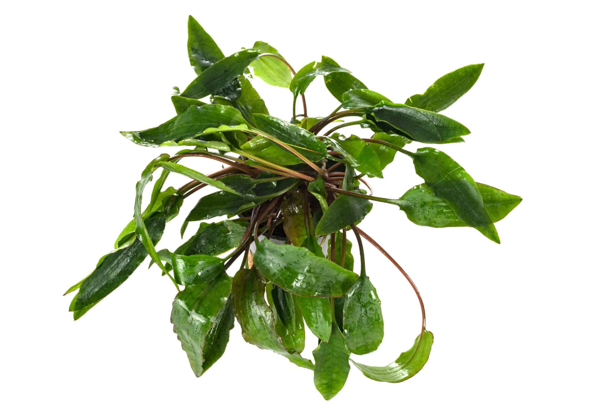 Cryptocoryne Affinis: Ultimate Care Guide - Fish Laboratory