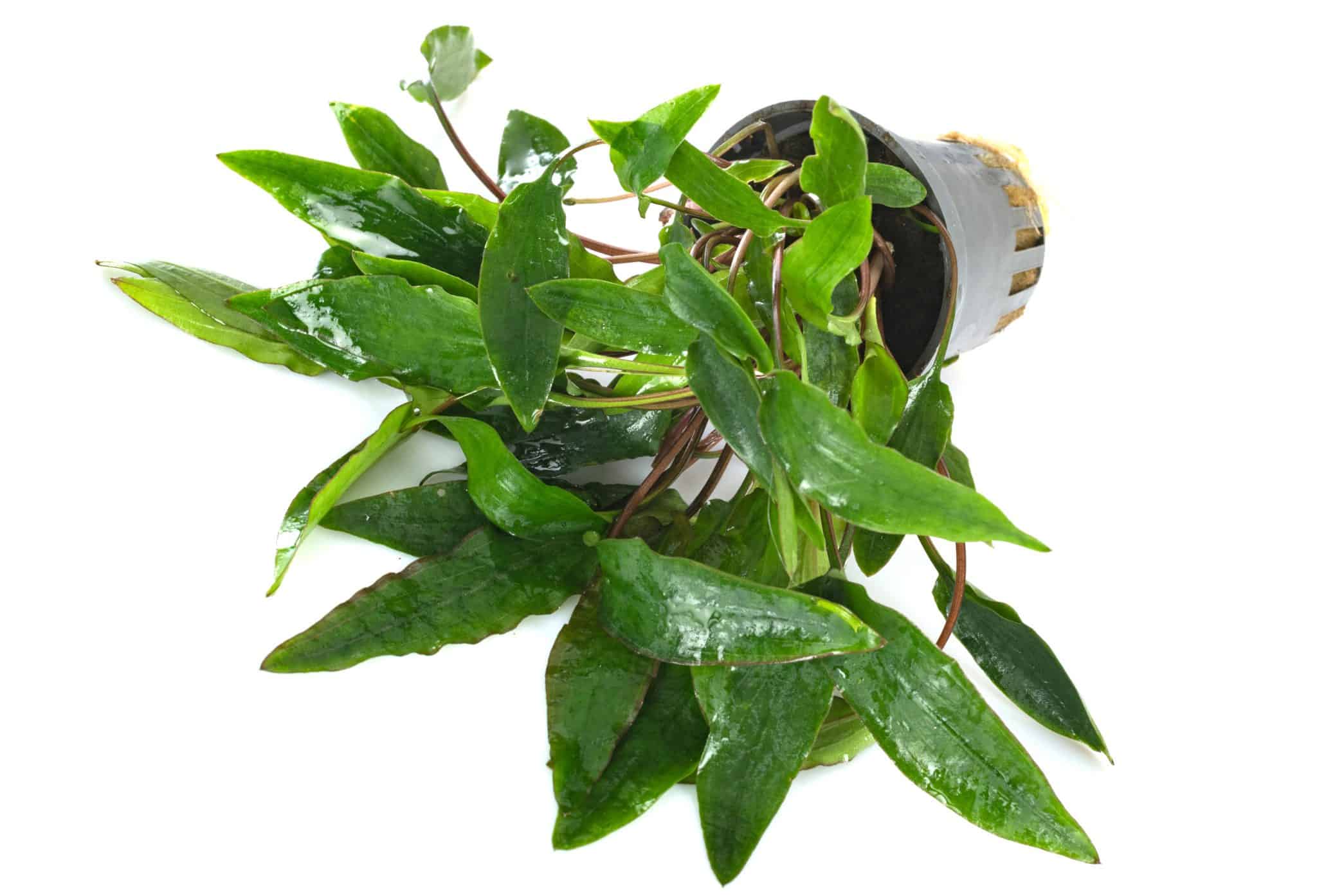 Cryptocoryne Wendtii Care and Types | Ultimate Guide - Fish Laboratory