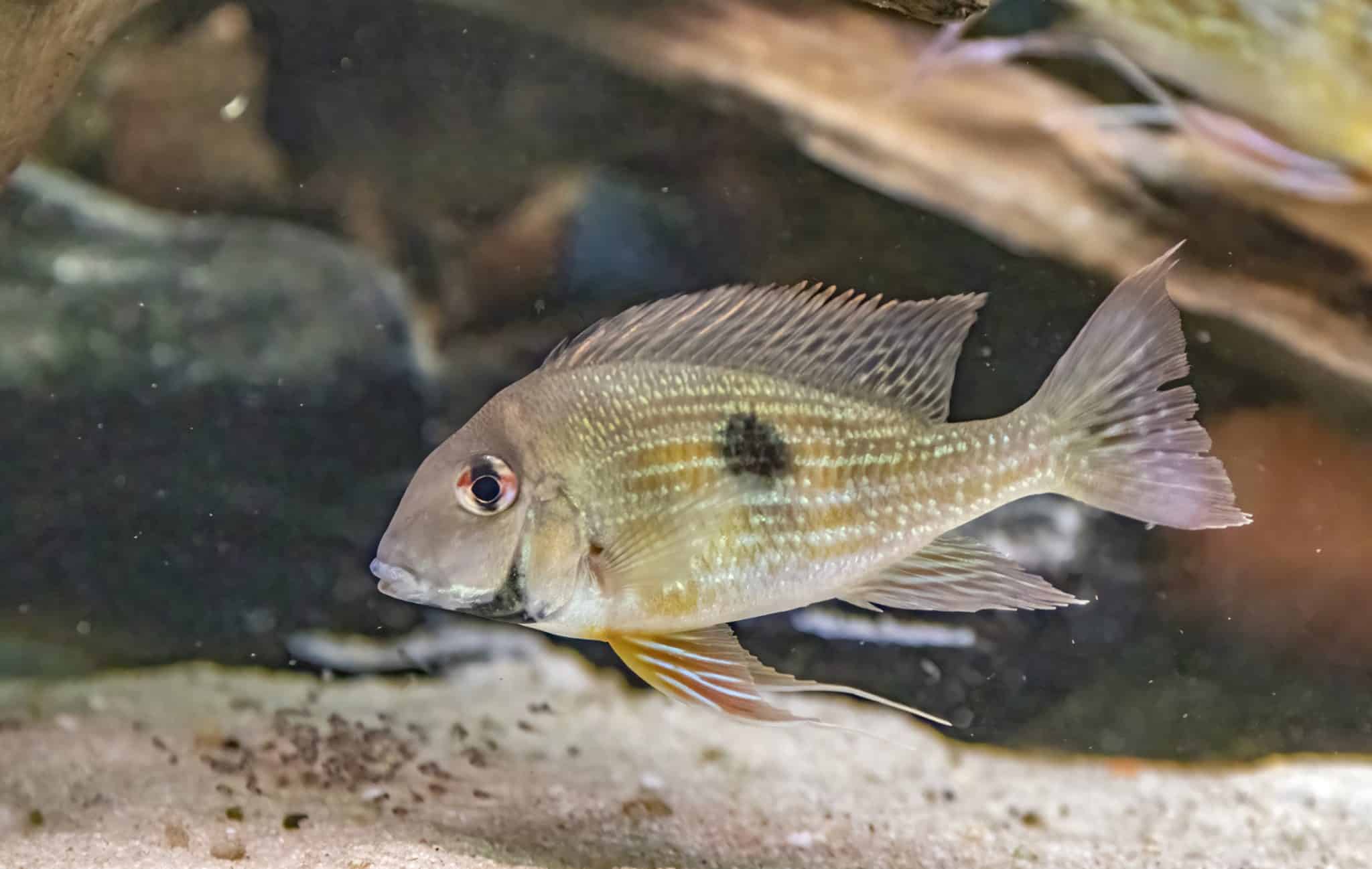 Geophagus Dicrozoster (Dicrozoster Eartheater): Ultimate Care Guide ...