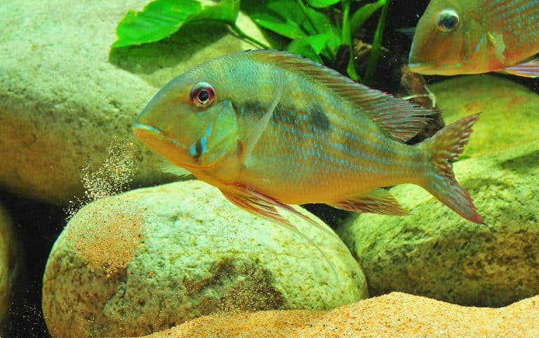 Aquarium Rock: Guide to Types of Aquarium Rocks & More - Fish Laboratory
