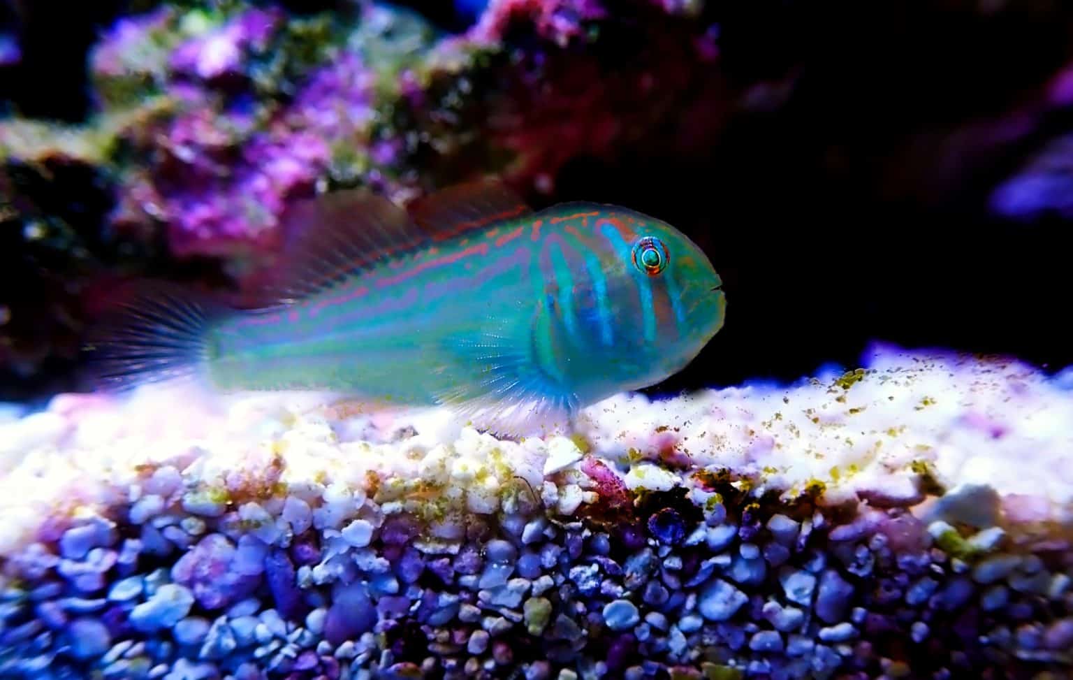 Green Clown Goby (Gobiodon histrio): Ultimate Care Guide - Fish Laboratory