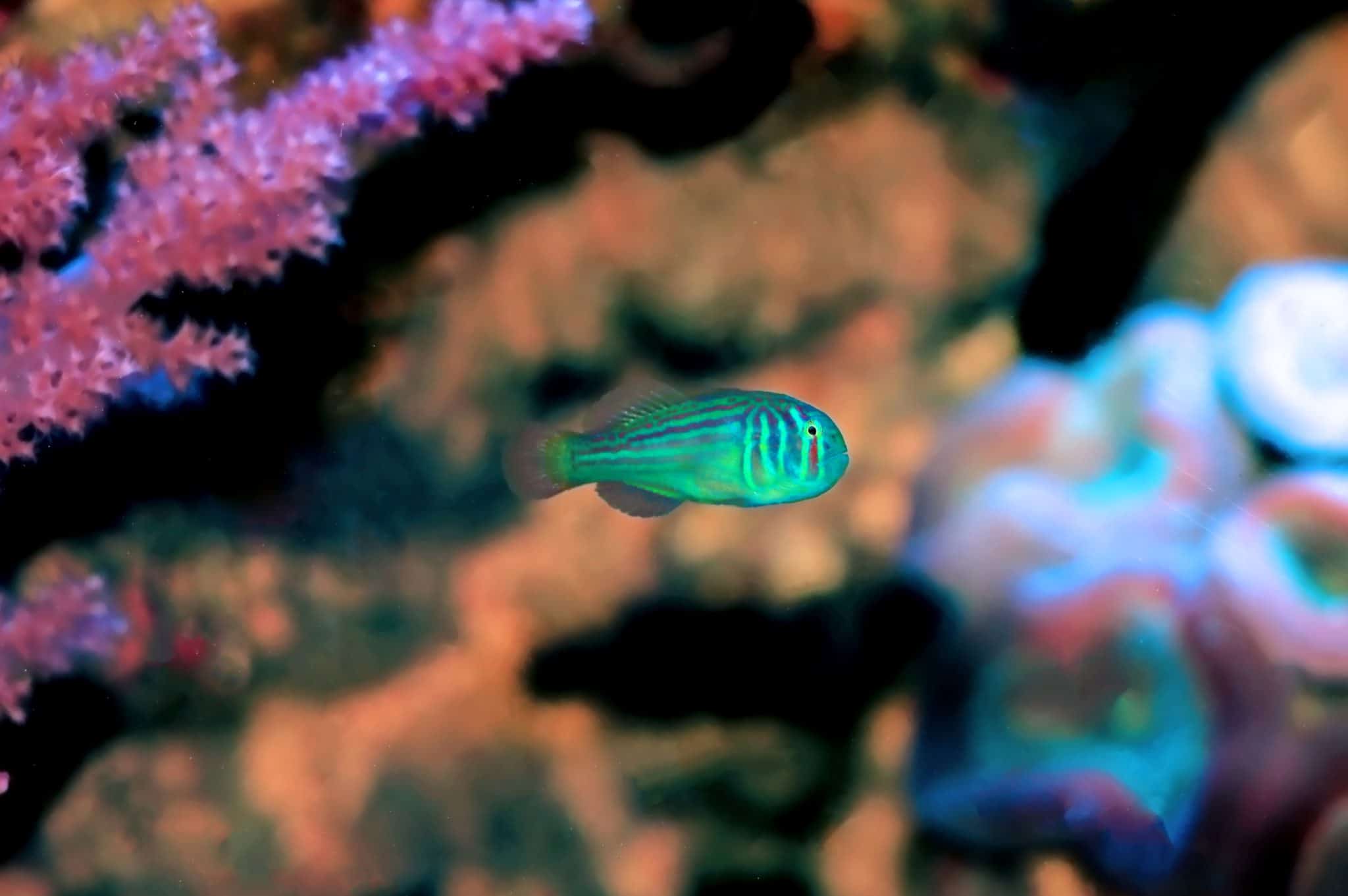 Green Clown Goby (Gobiodon histrio): Ultimate Care Guide - Fish Laboratory