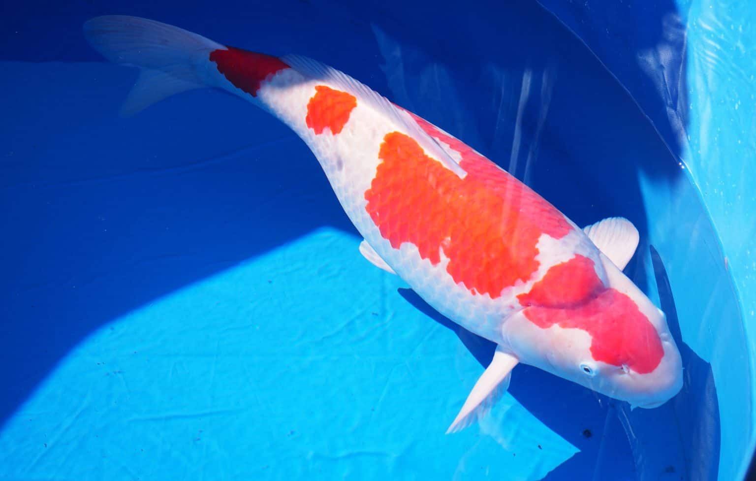 Pleco Tank Mates: What Fish Can Pleco Live With? - Fish Laboratory